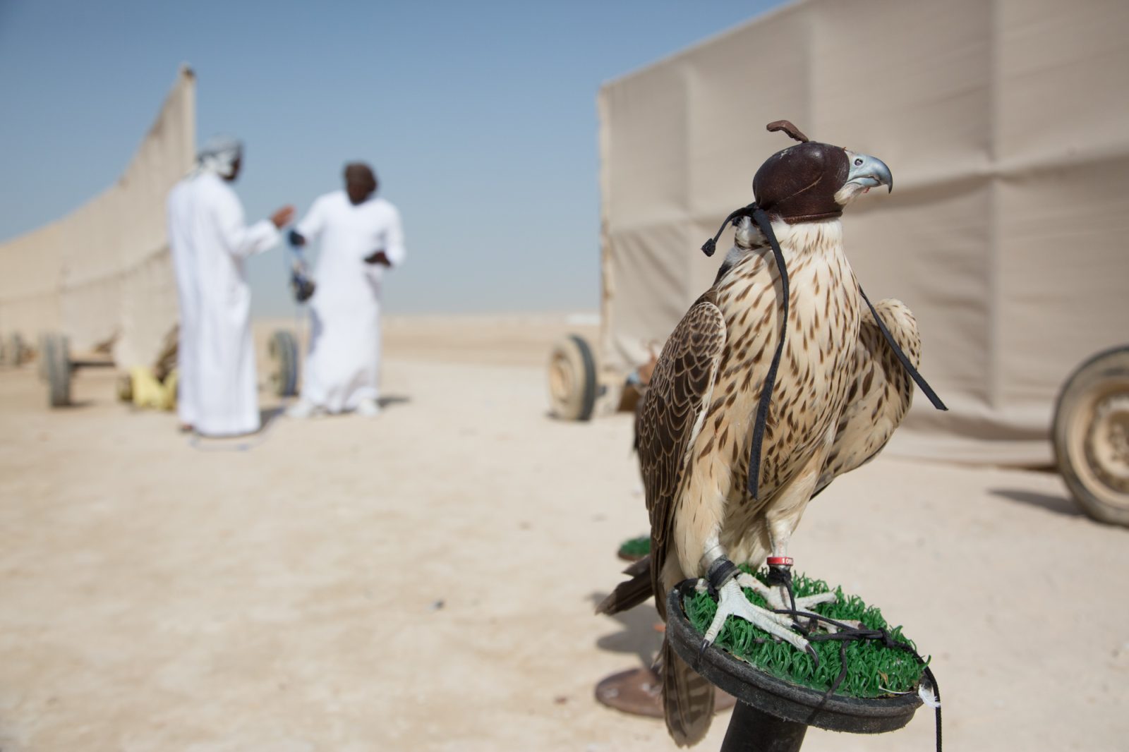 How to attend a falconry training course in UAE?